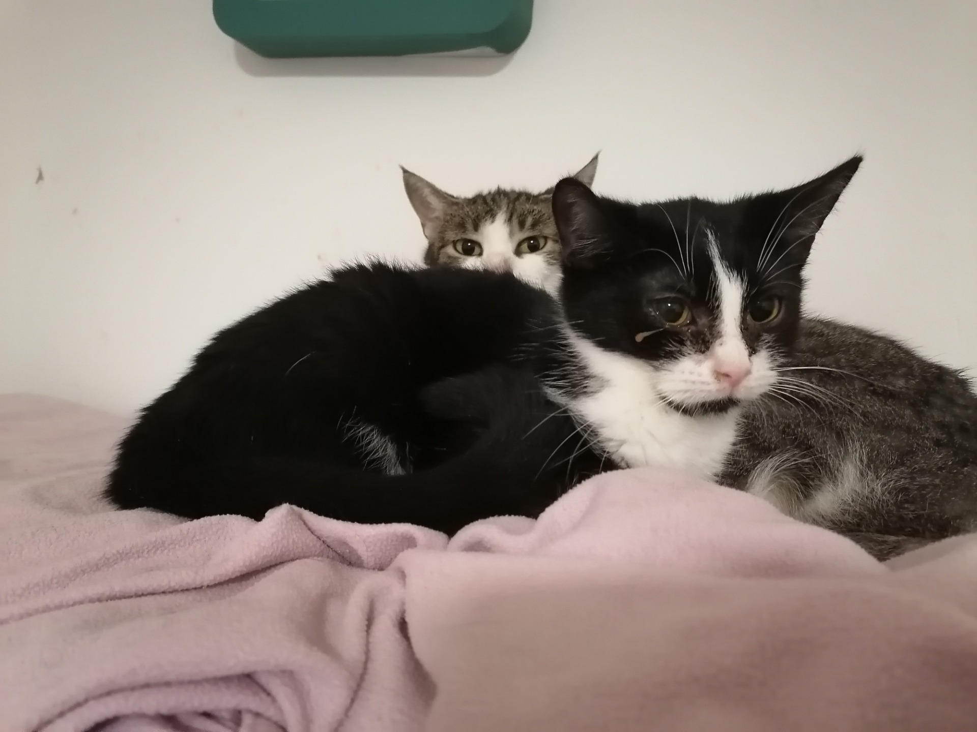 Koťata :: Felisicat
