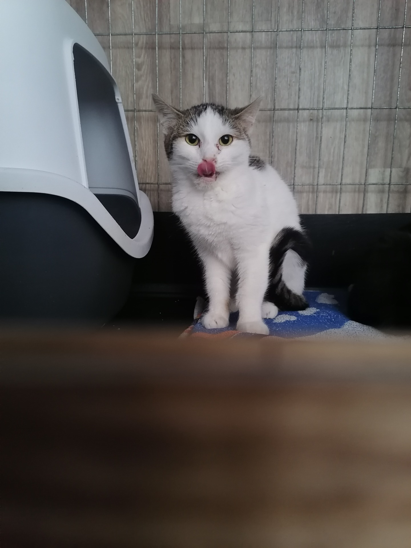 Koťata :: Felisicat